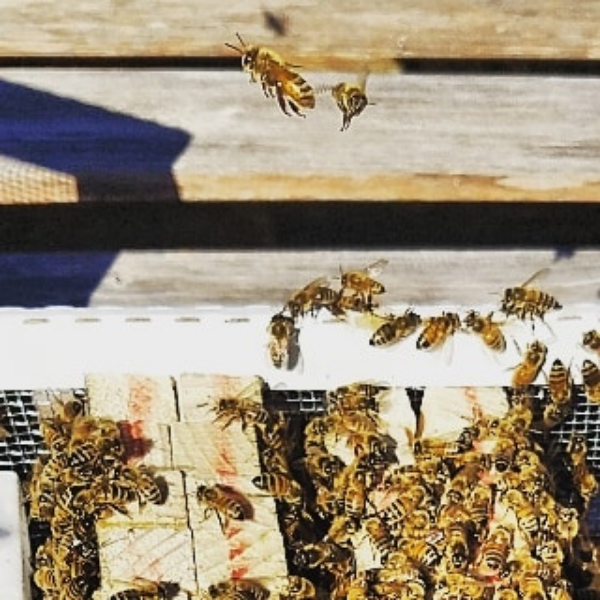 Our Farm - Carter Farm